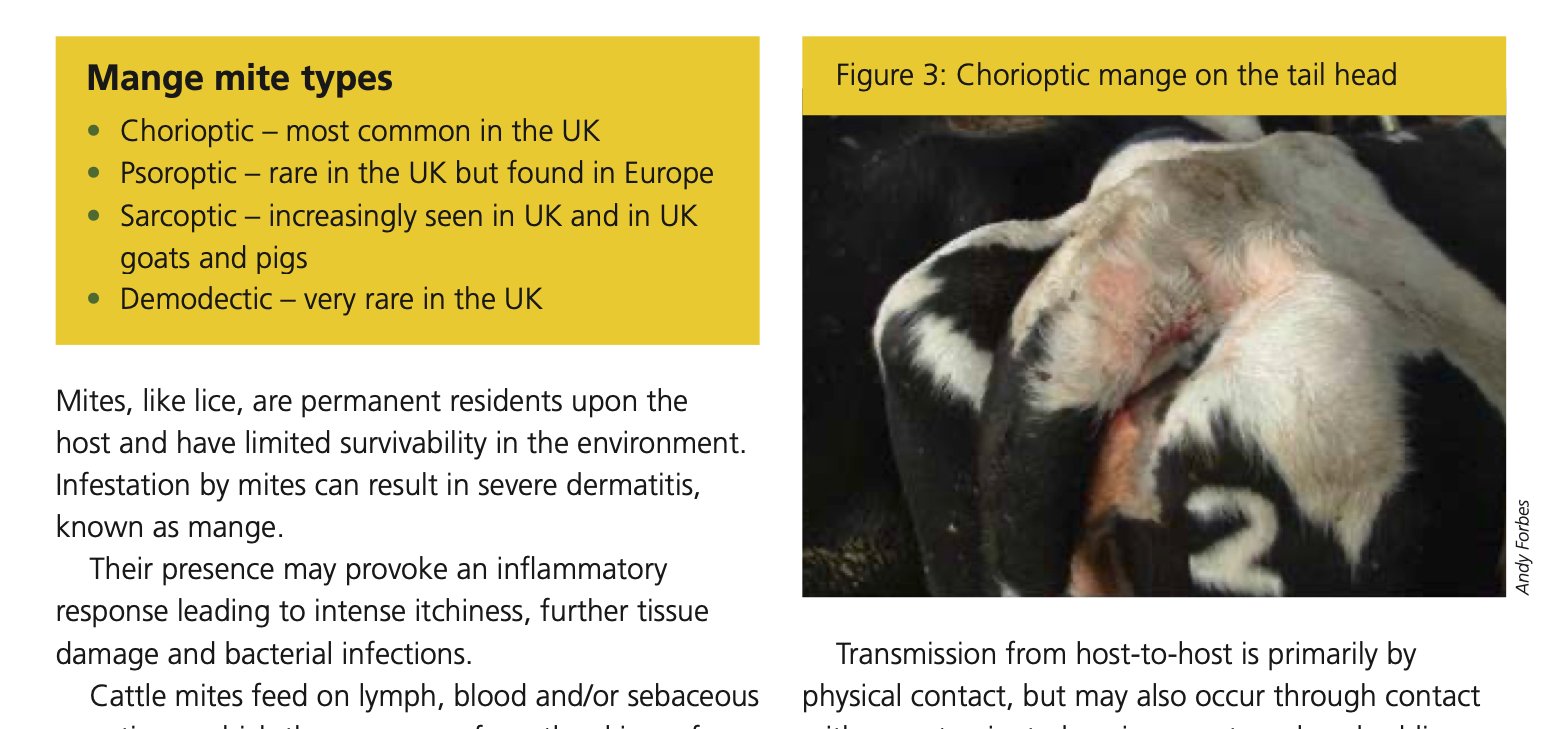Sarcoptic Mange In Cattle