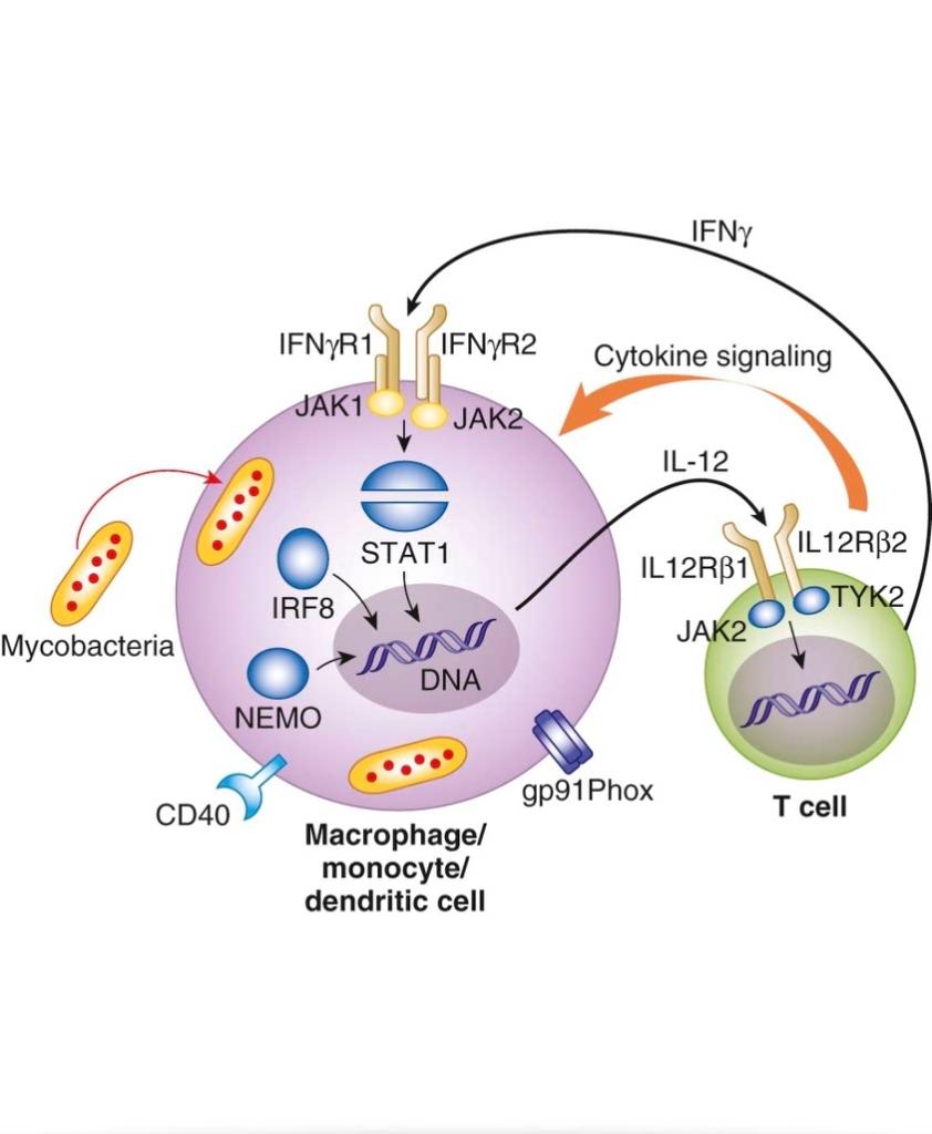 Images of Infectious Diseases Our @MayoMN_IMRes residents presented a ...