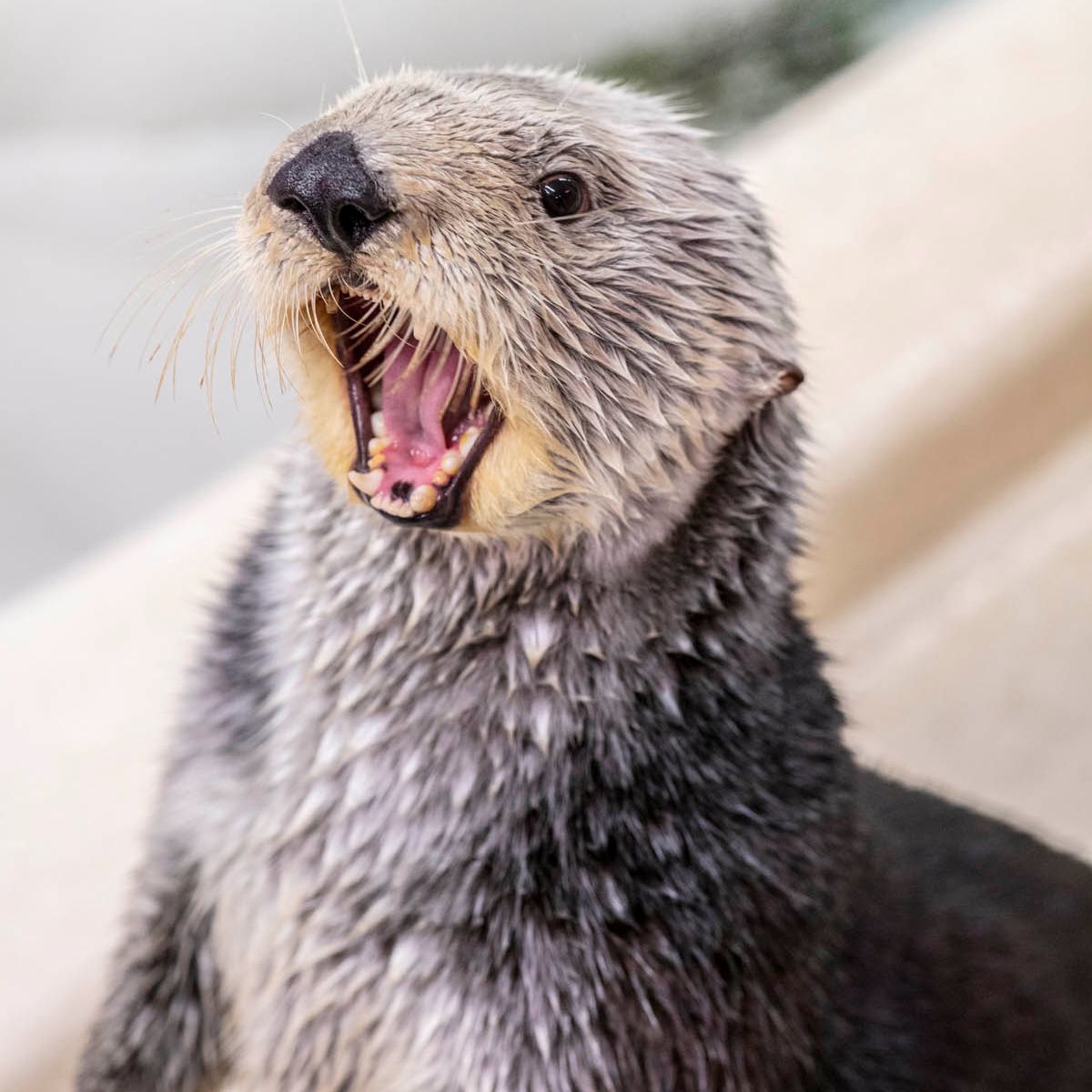 Sea Otter Teeth