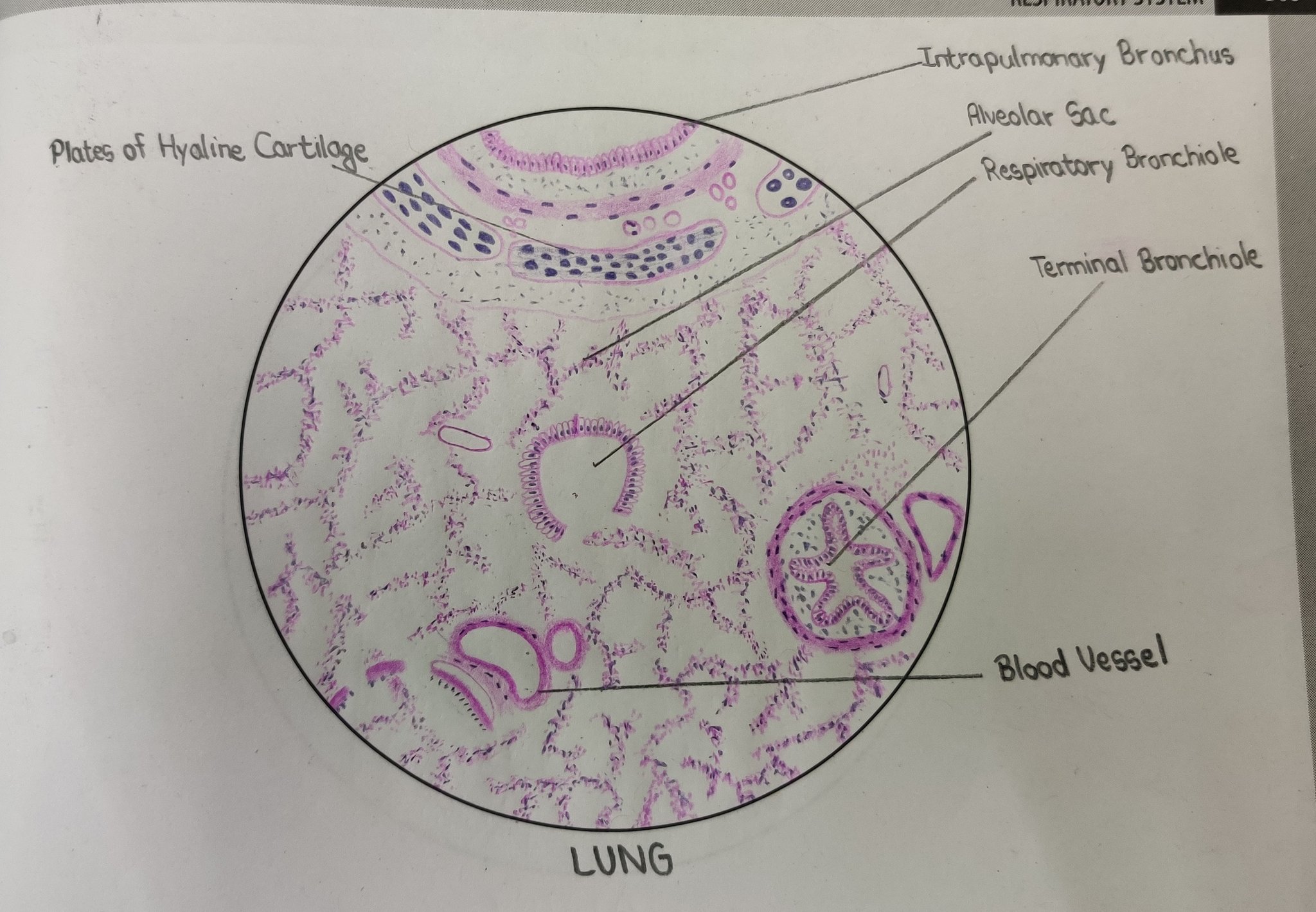 Hyaline Cartilage Drawing