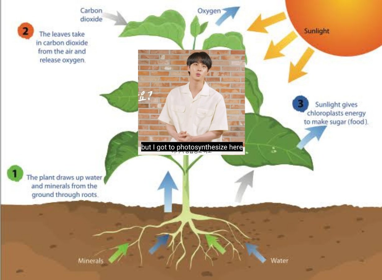 Photosynthesis Plants Produce Carbon Dioxide Process Of Photosynthesis