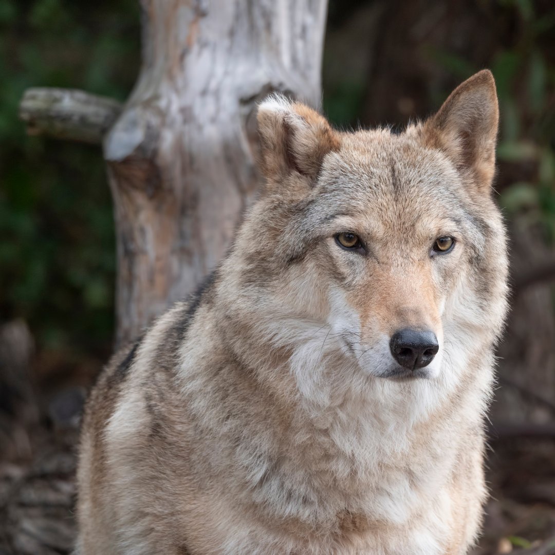 Grey Wolf Face