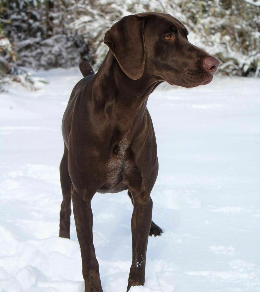 Solid Brown German Shorthaired Pointer