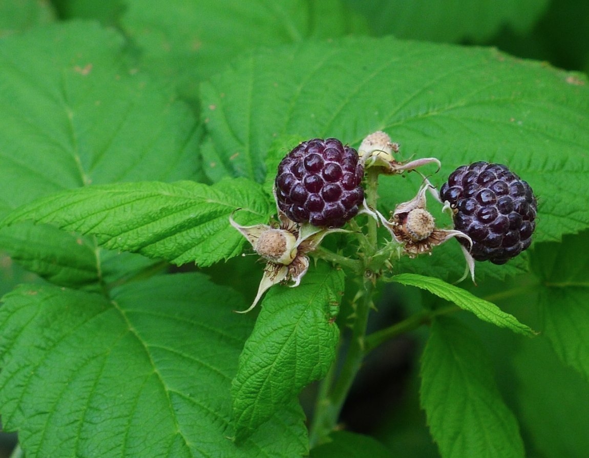 Blue Raspberry Plant