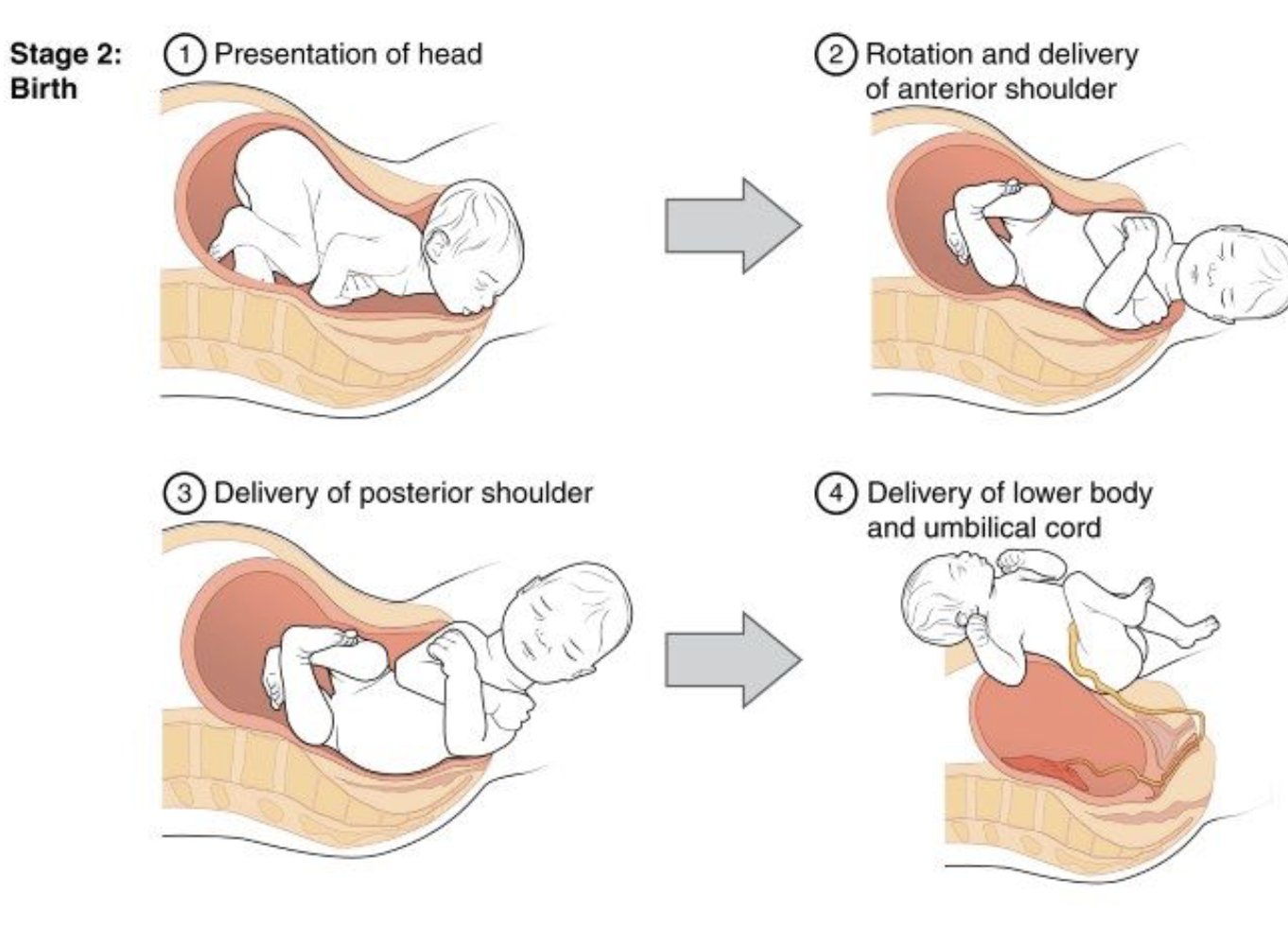 Second Stage Of Labor