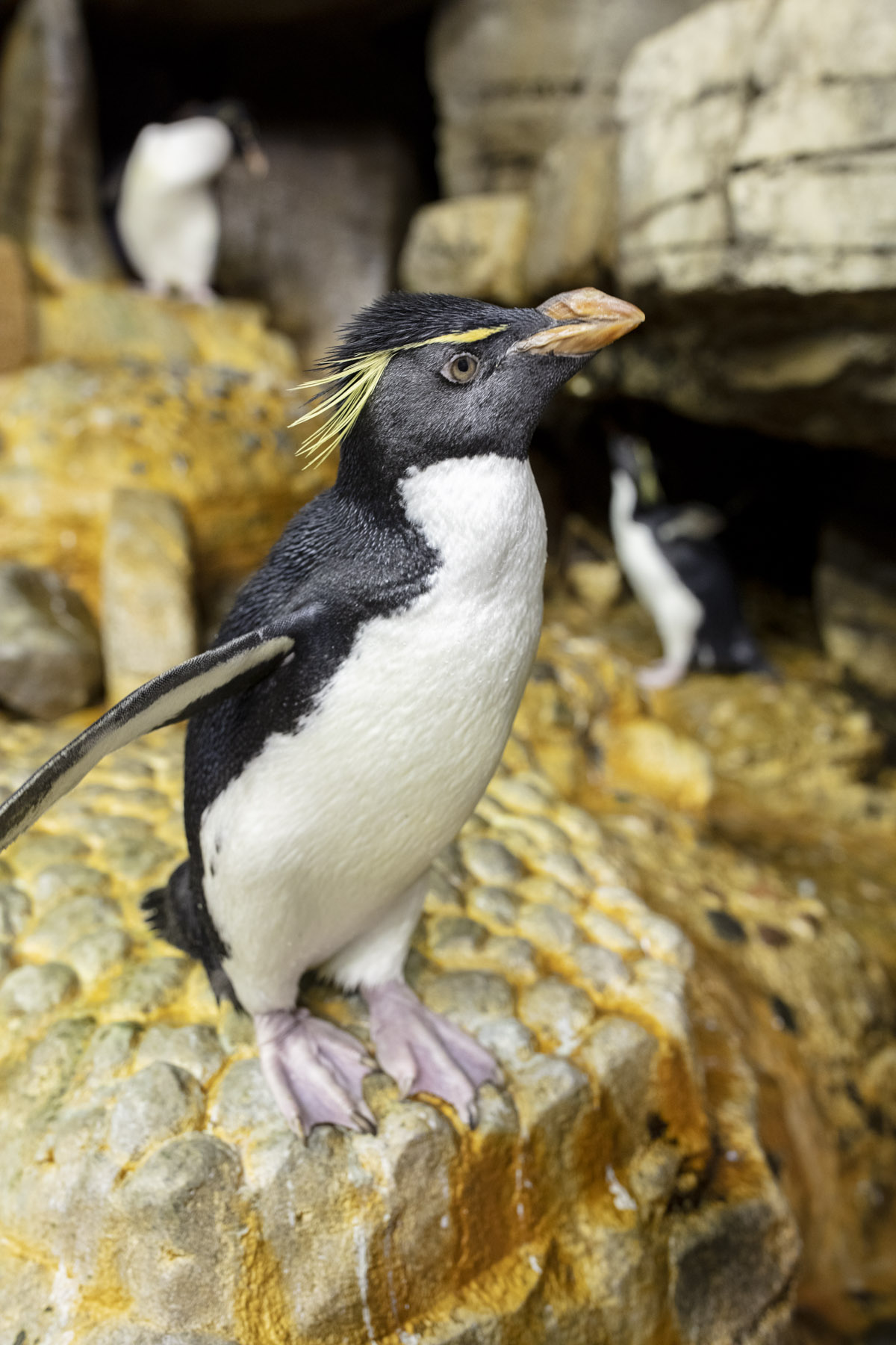 Rockhopper Penguin Jumping
