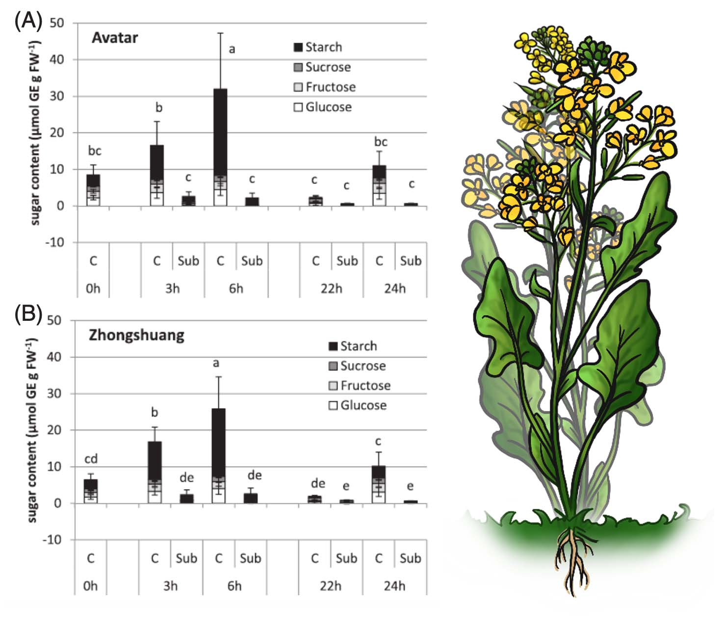 Brassica Rapa Diagram