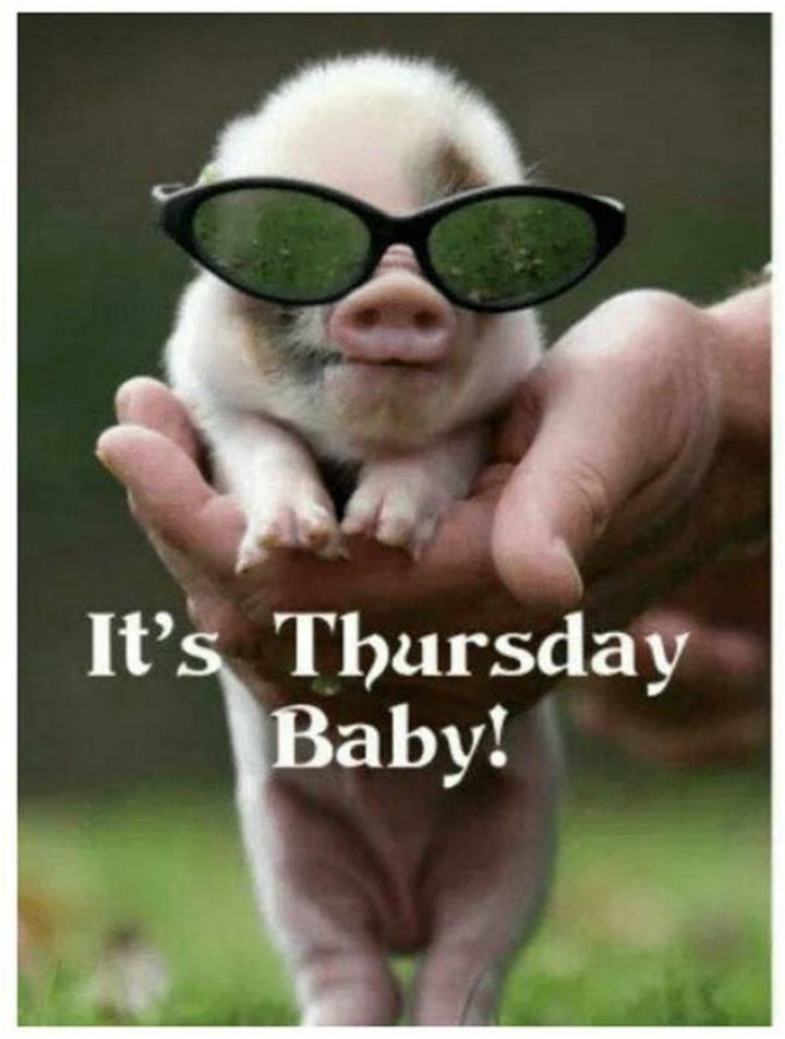 Happy Thursday Funny Pics