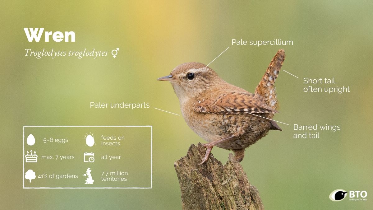 Wren Celtic Zodiac Sign Meanings, Traits, Personality,, 50% OFF