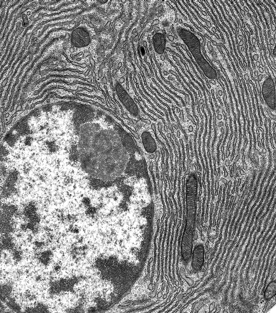Endoplasmic Reticulum Microscope