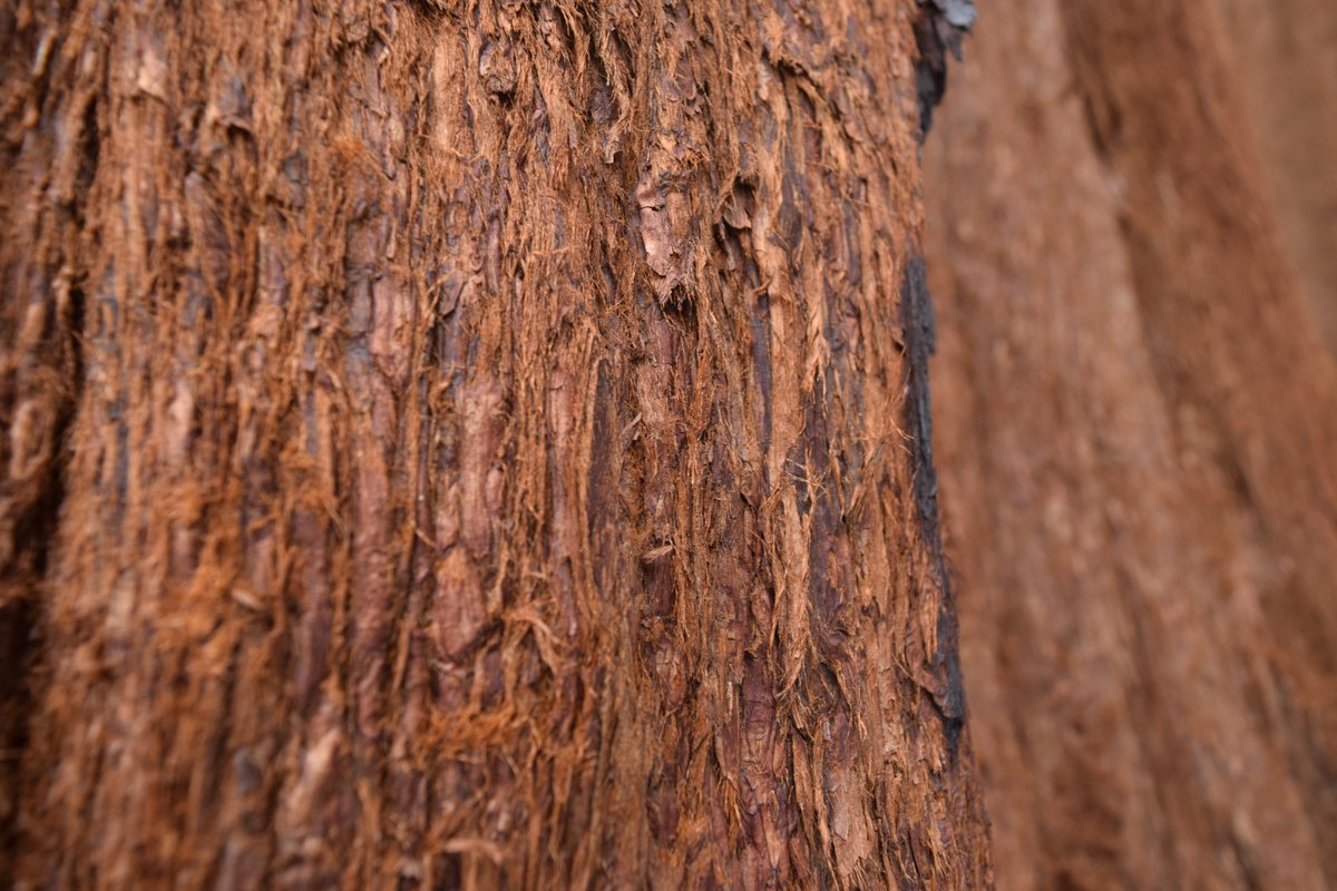Redwood Bark Texture