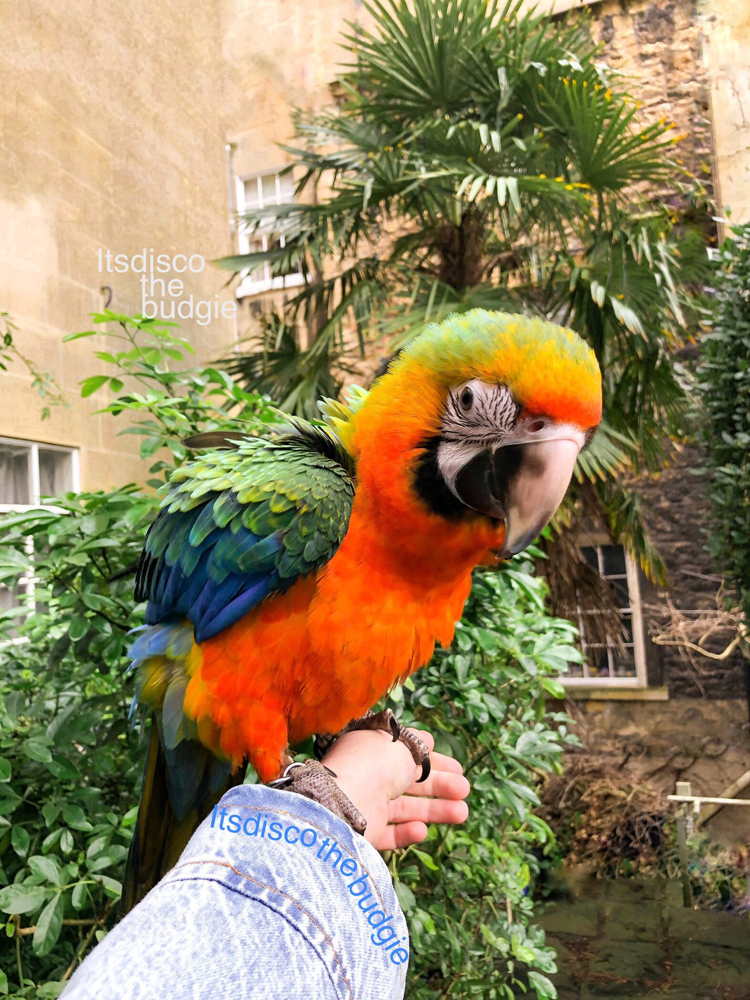 Catalina Macaw Babies