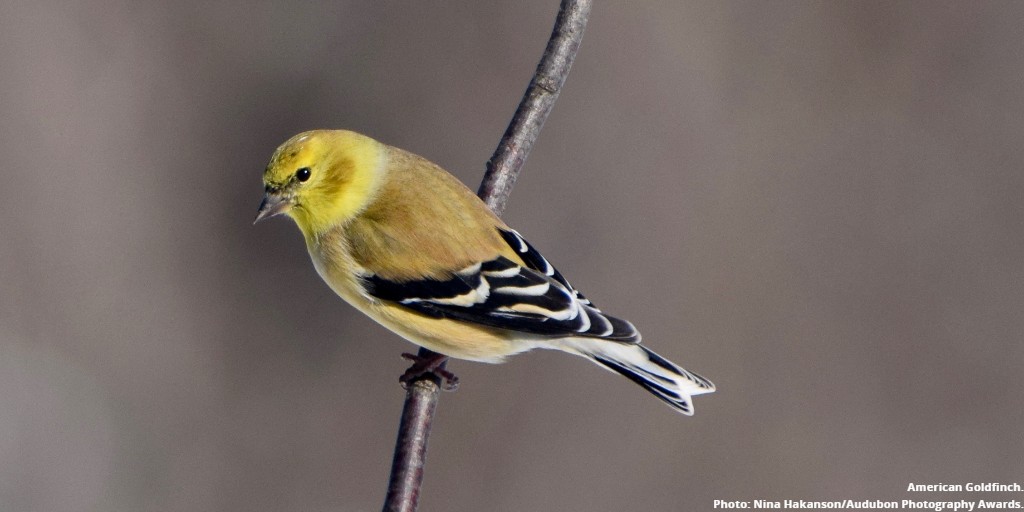 Lesser Goldfinch Winter