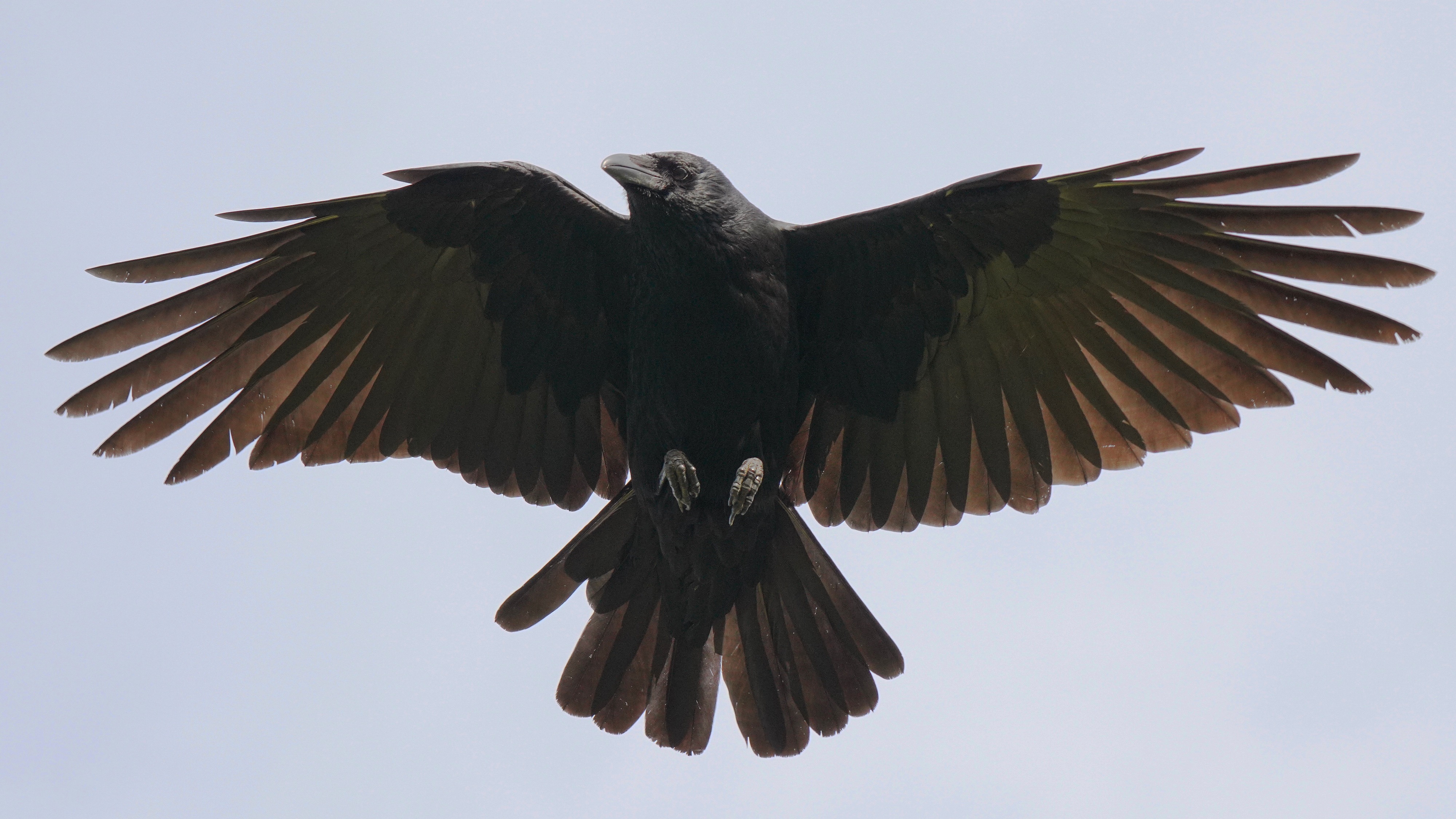Crow Wings Spread