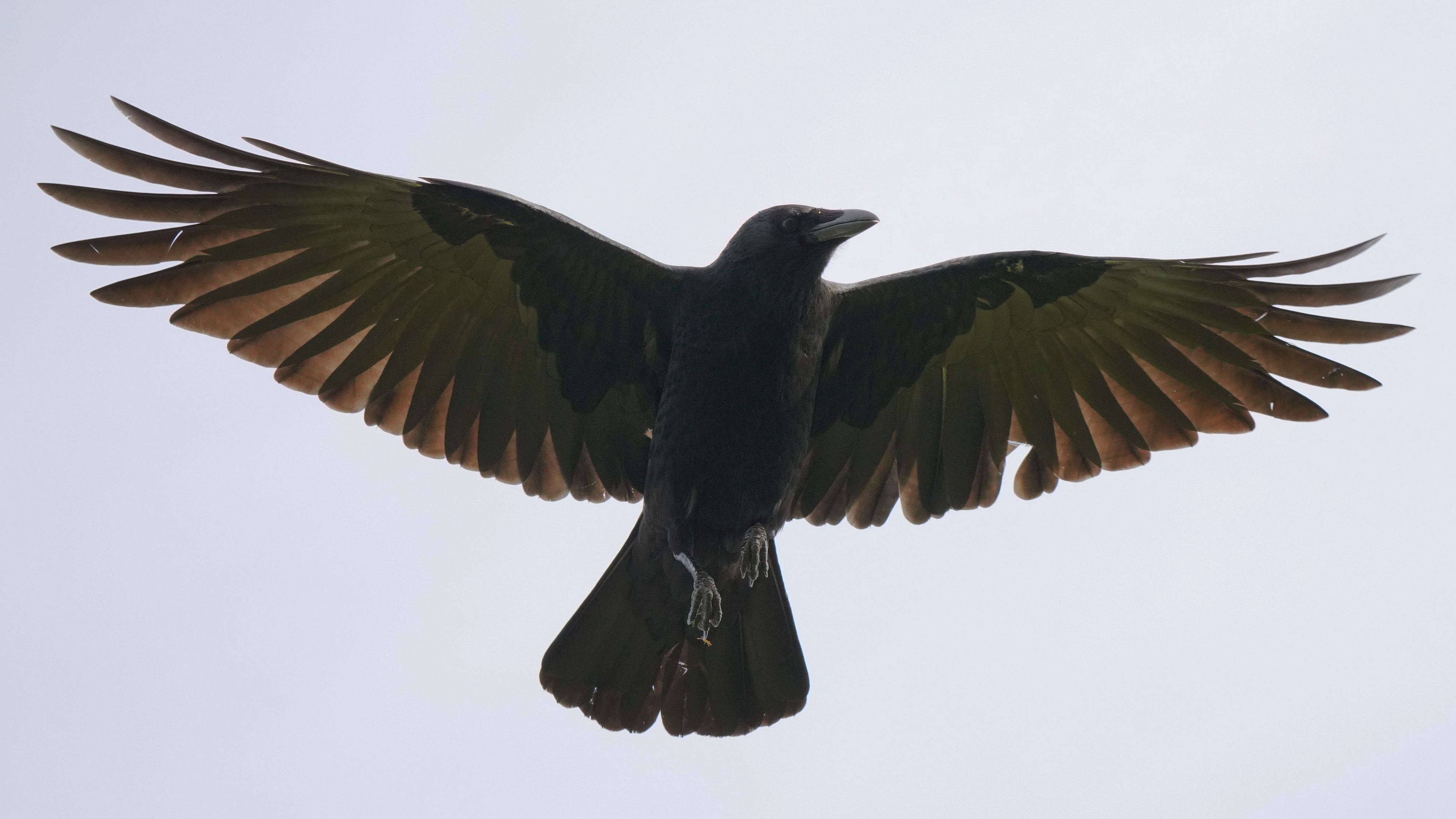 Crow Wings Spread