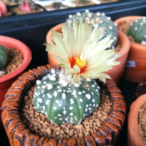 PP_Pumpui (@Pumpui_Anut) | Twitter