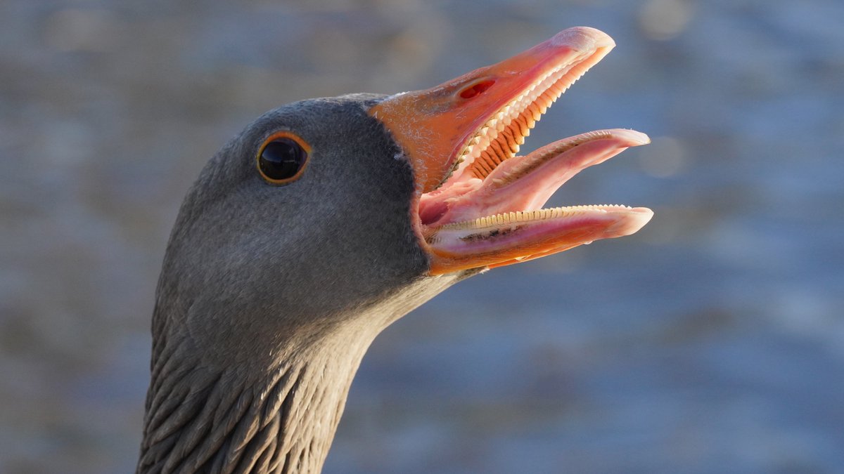 Greylag Goose Teeth