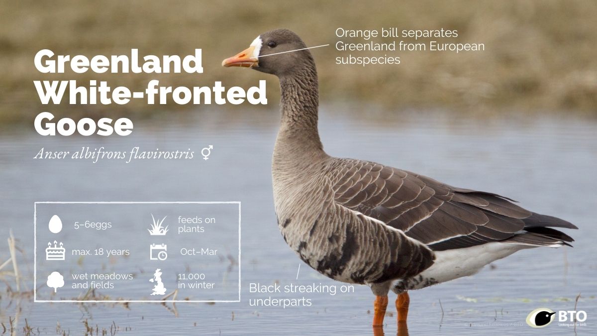 Greylag Goose Vs White Fronted Goose