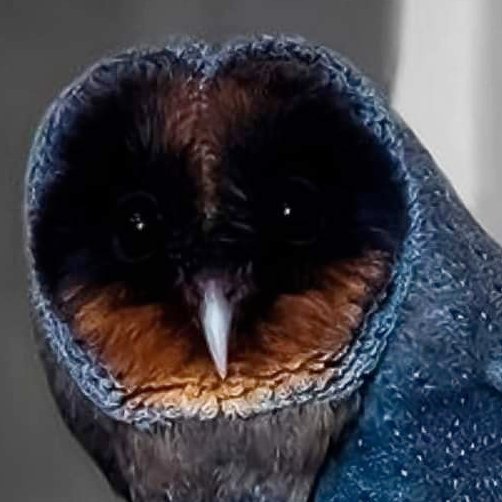 Melanistic Black Barn Owl
