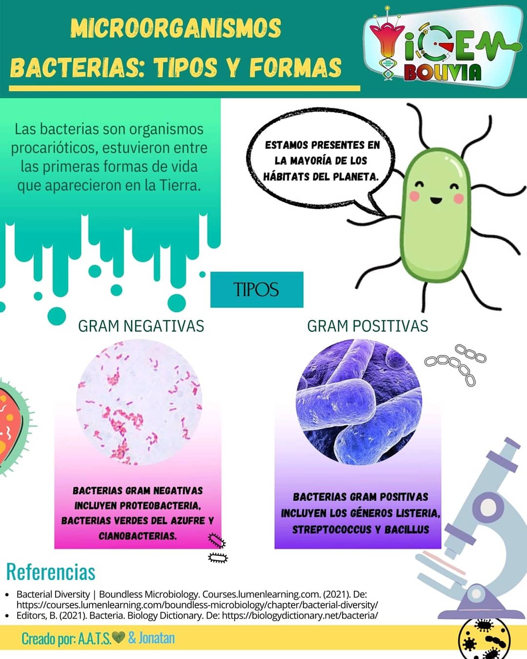 Tipos De Bacterias