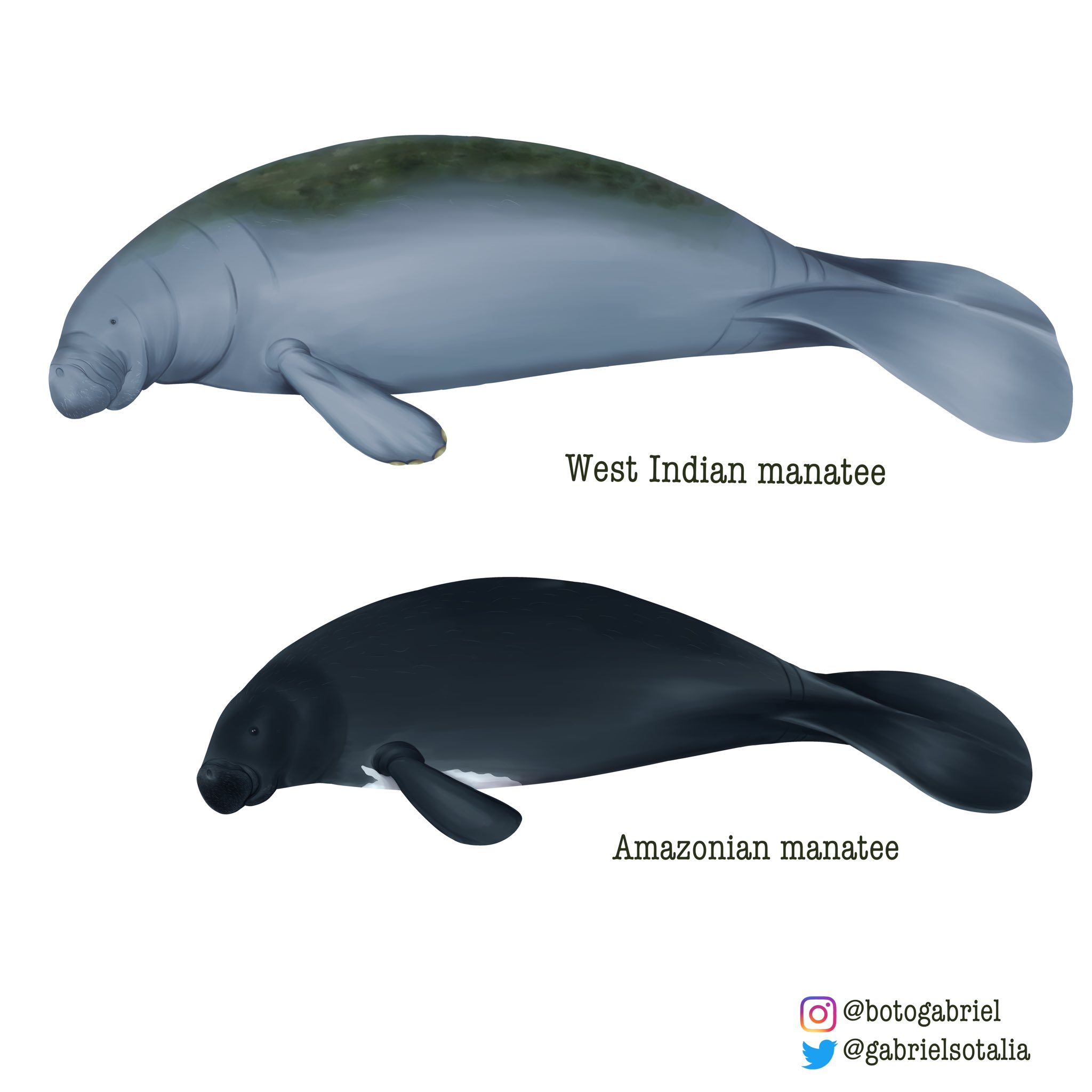 Amazonian Manatee Taxonomy