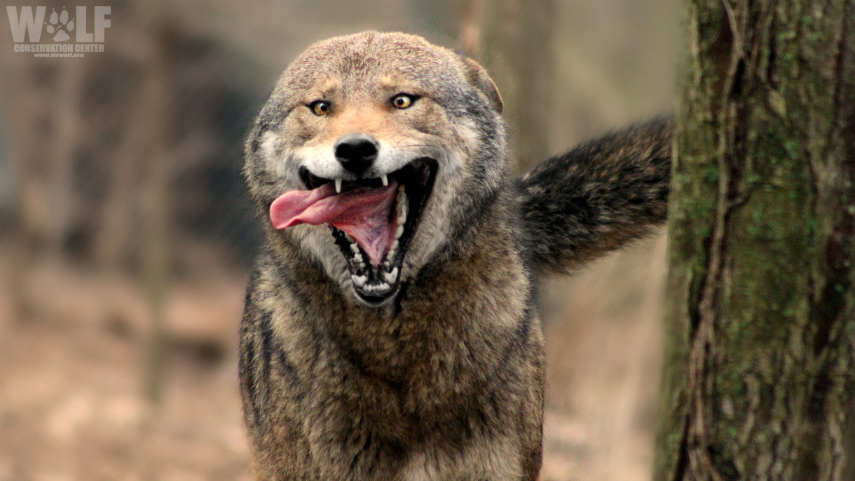 Angry Wolf Front View