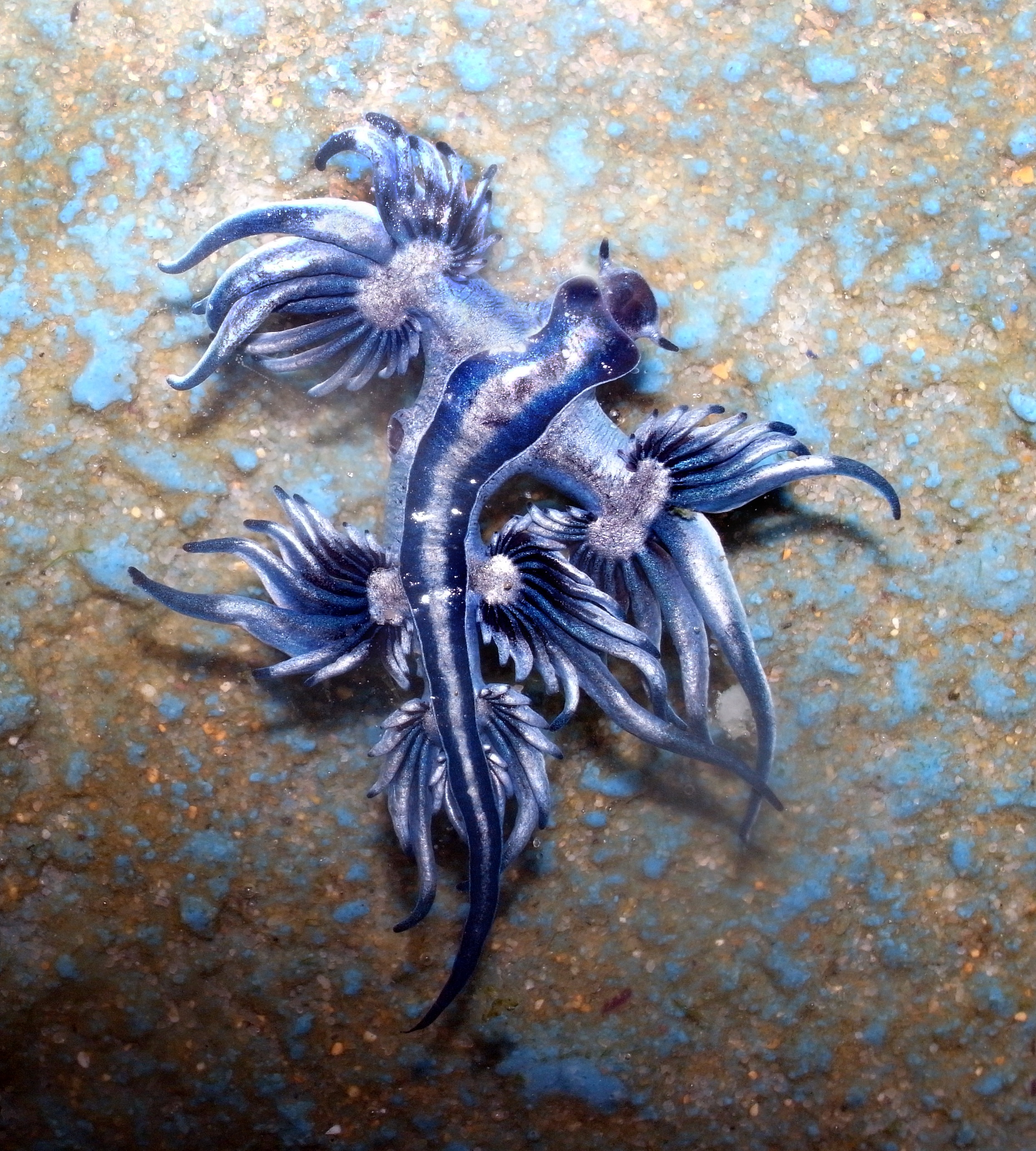 The Blue Dragon Mollusk