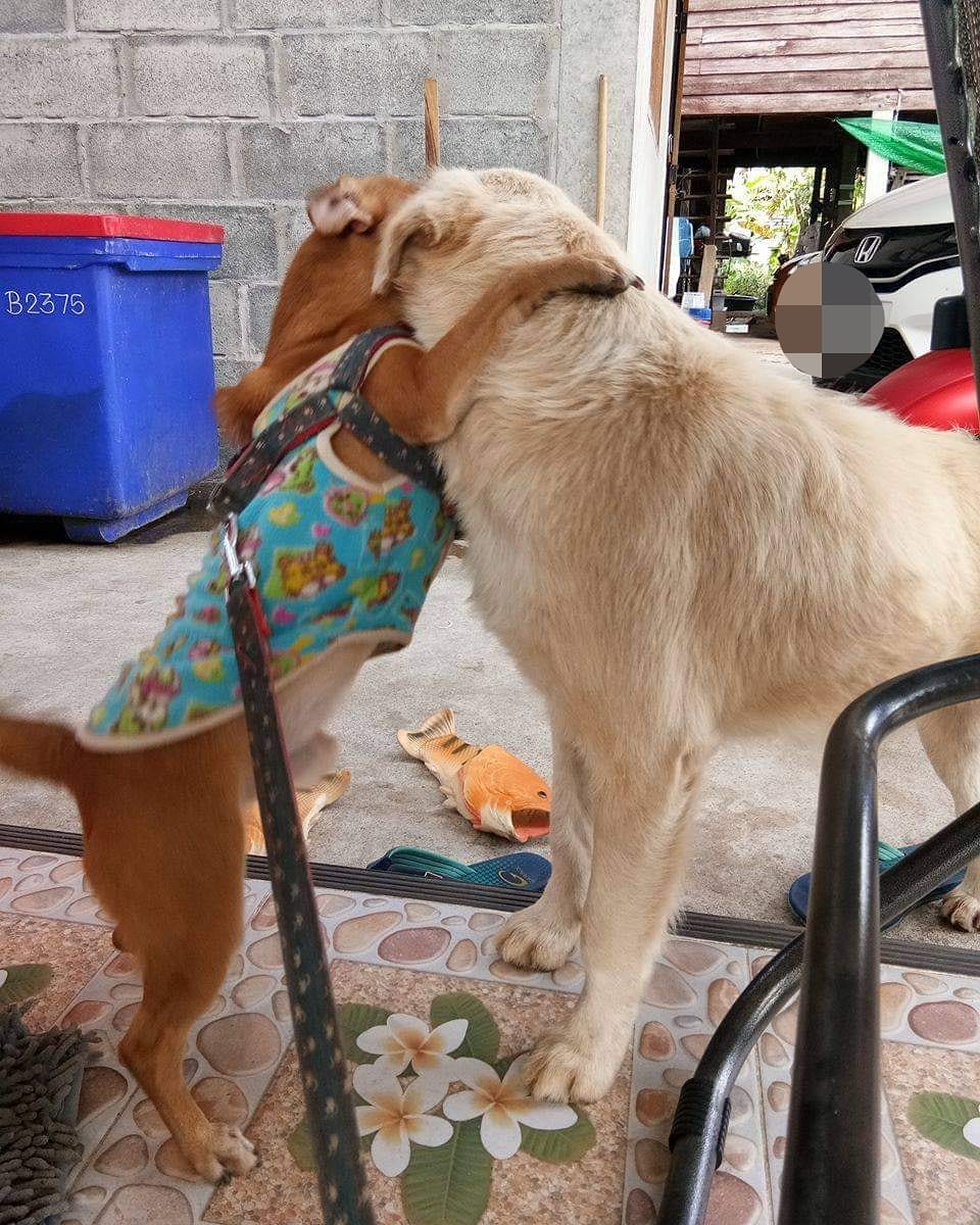 PP_Pumpui (@Pumpui_Anut) | Twitter