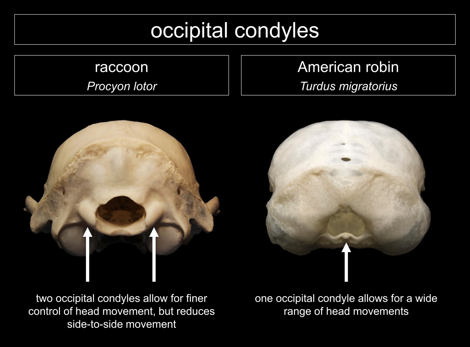 Occipital Condyle Bird