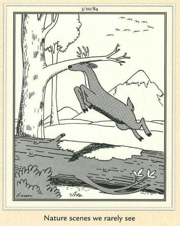 Far Side Deer Hunting Cartoons