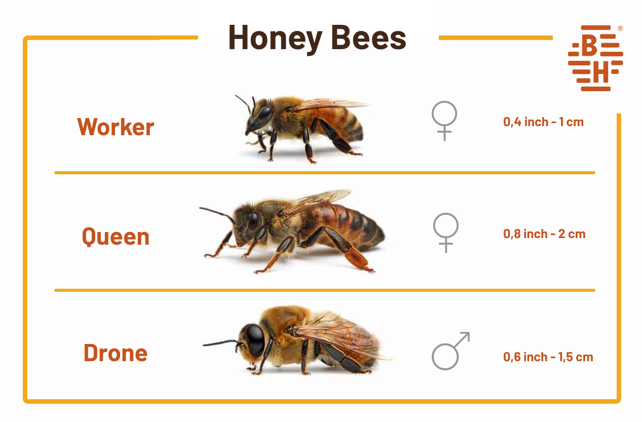 Parthenogenesis In Bees