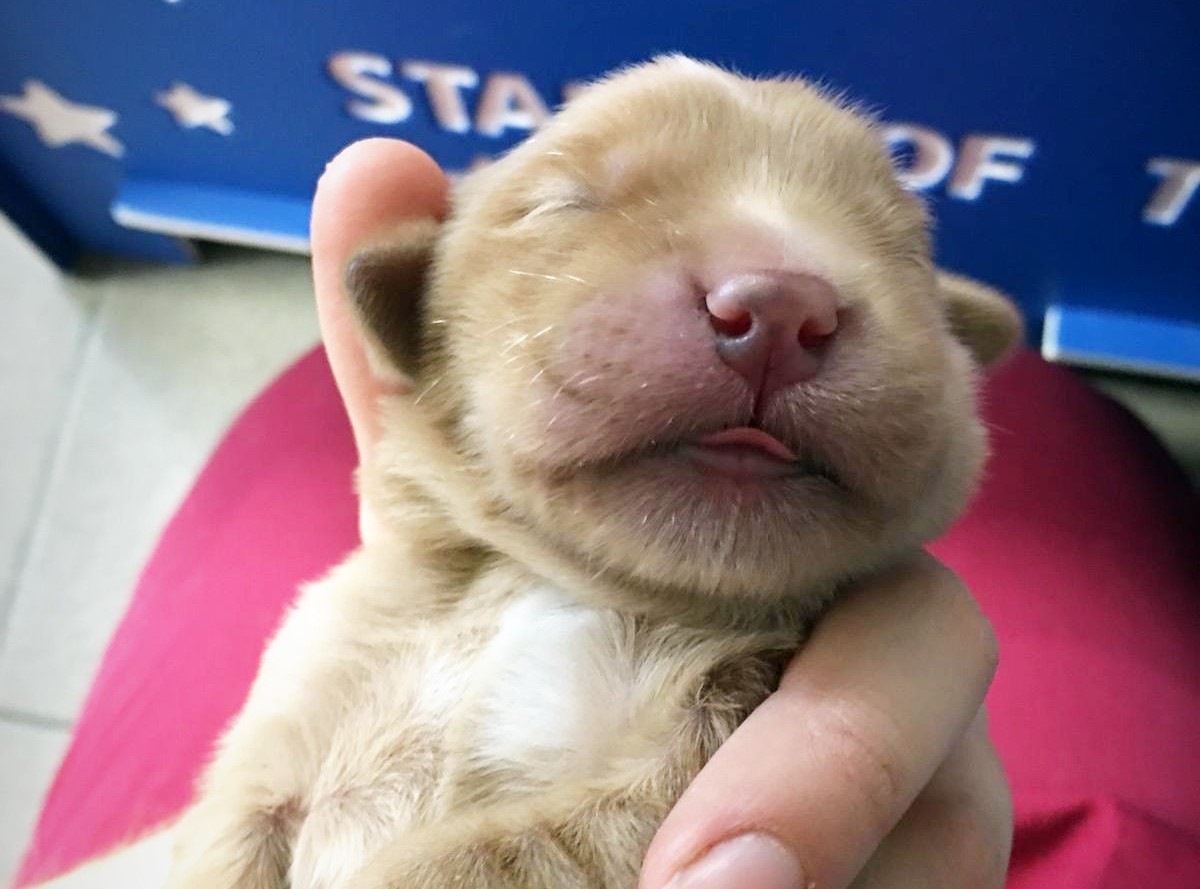 What Is The Average Litter Size For A Labrador