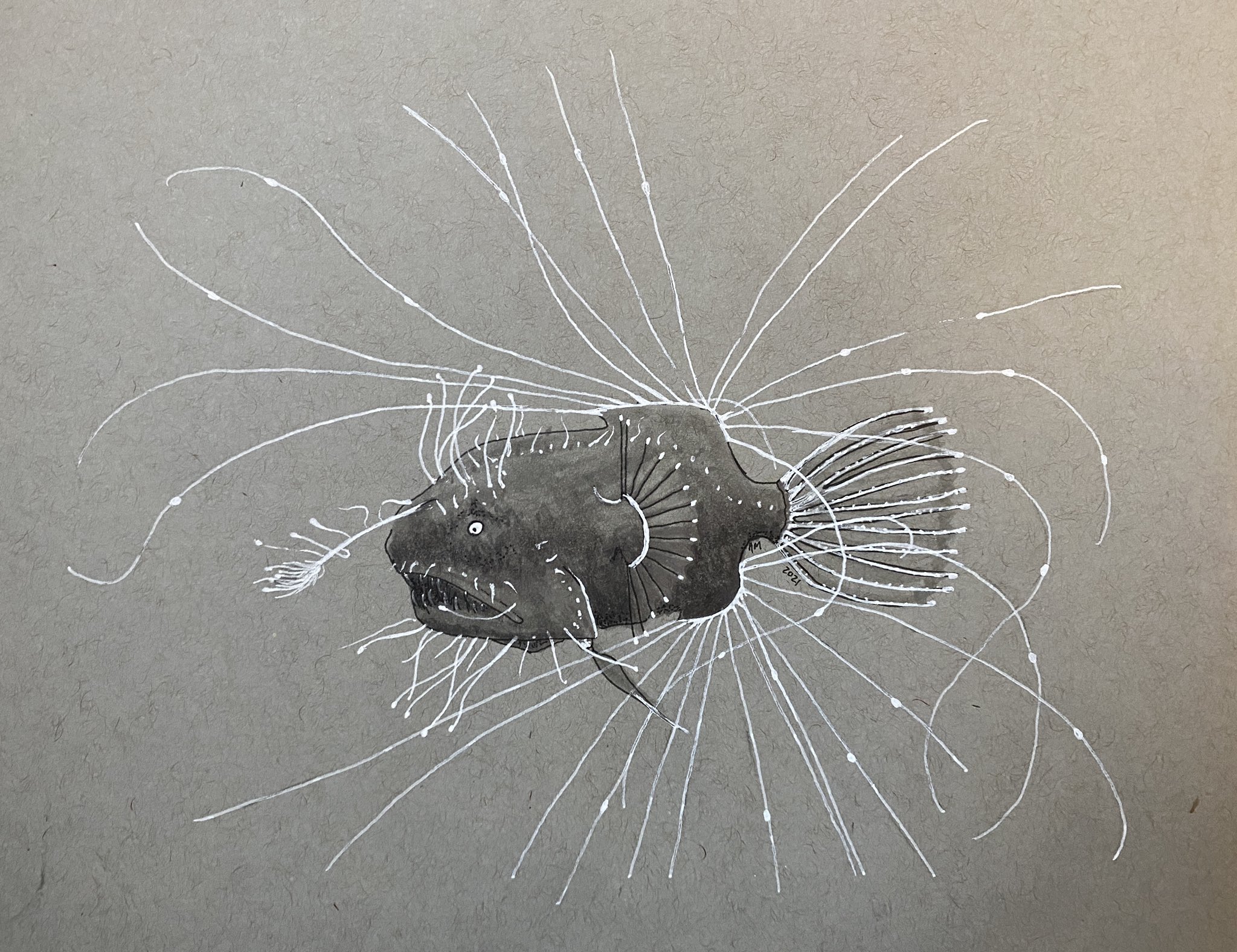 Female Angler Fish With Male Attached