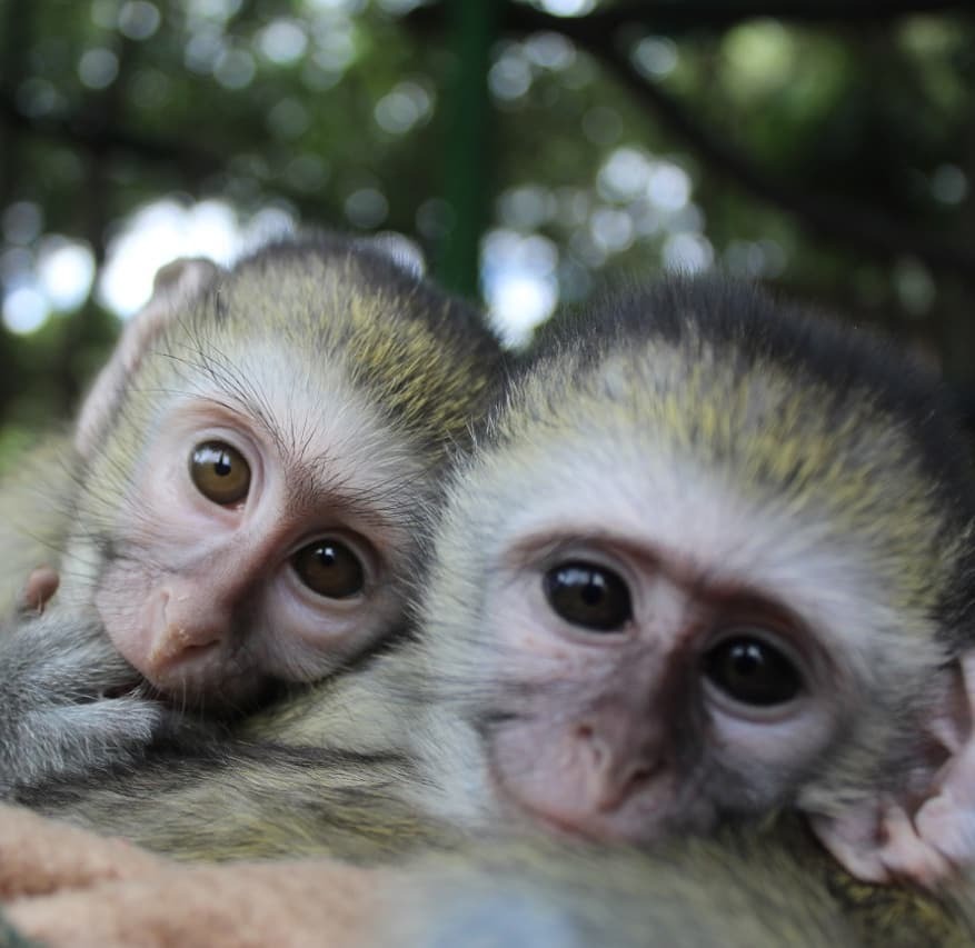 Grivet Monkey Chlorocebus aethiops