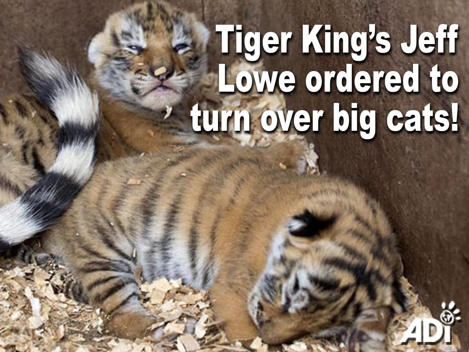 Oklahoma Tiger Memes