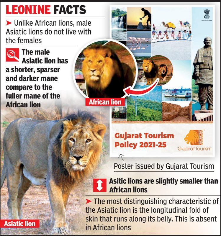Asiatic Lion And African Lion Differences Asiatic Lion And African Lion Differences