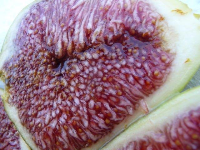 أصناف التين طويلة الثمار☘️ تحت هذه التغريدة سنتحدث عنها بالتفصيل الممل ...