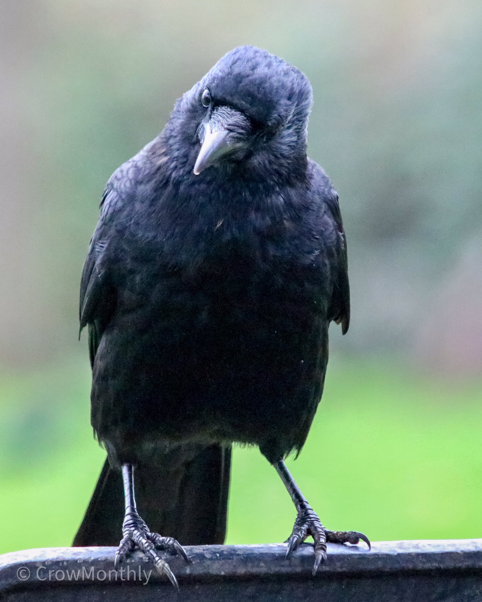 American Crow Head