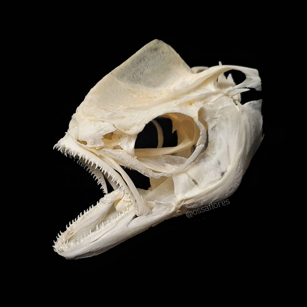 What kind of fish does this jaw bone belong to? : r/bonecollecting