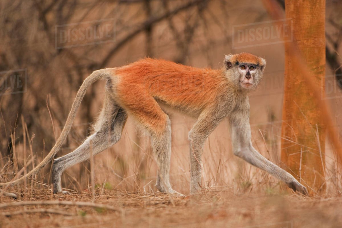 Patas Monkey Running