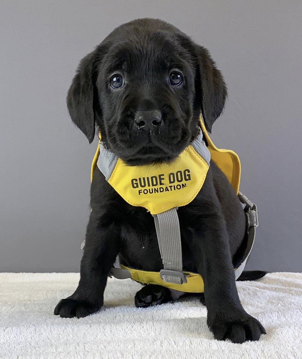 Can Guide Dogs Be Black