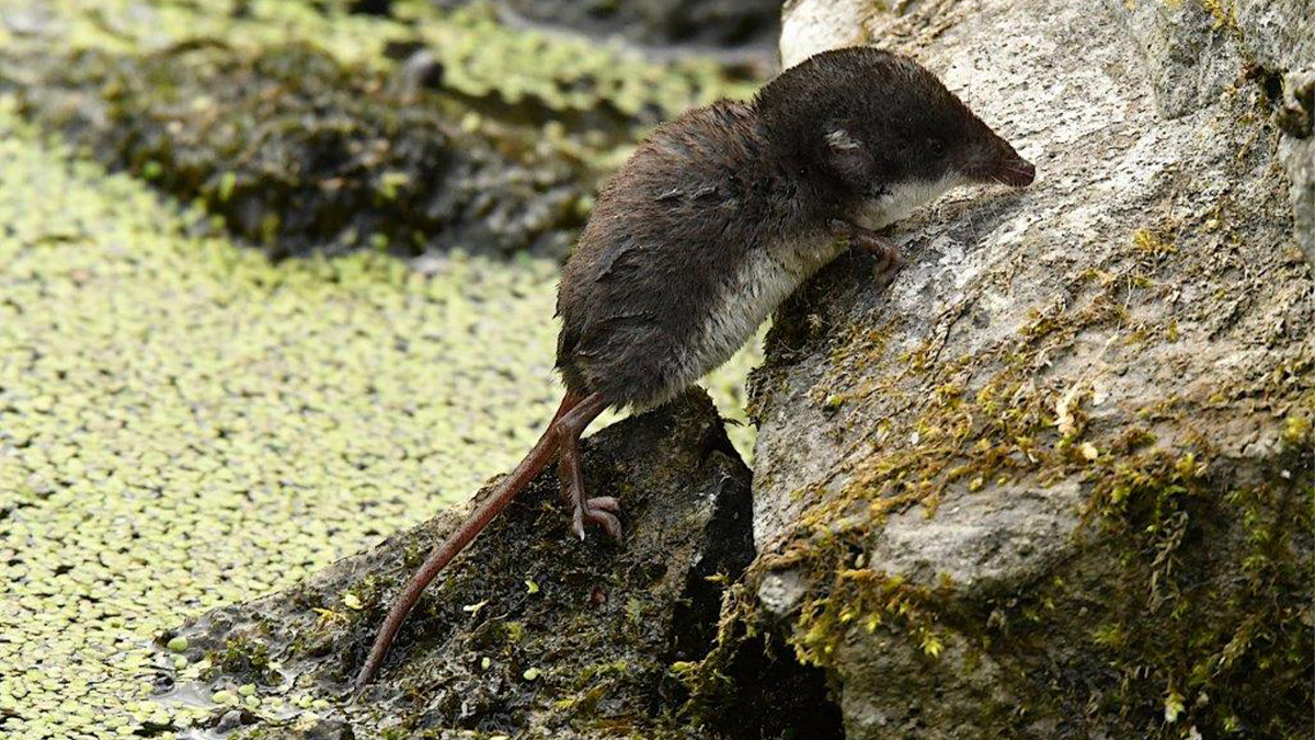American Water Shrew