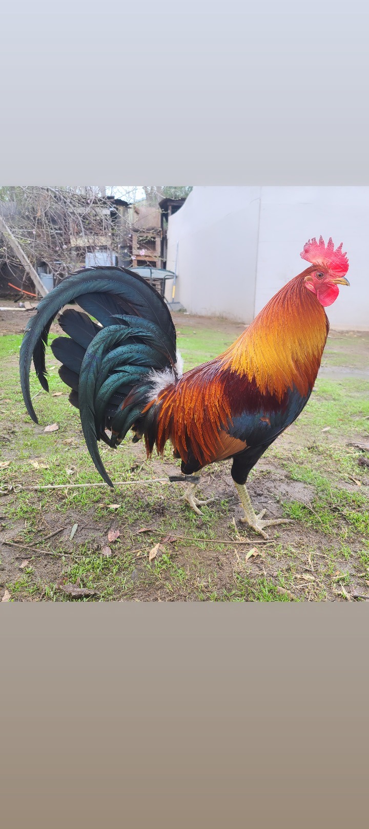 Blueface Rooster