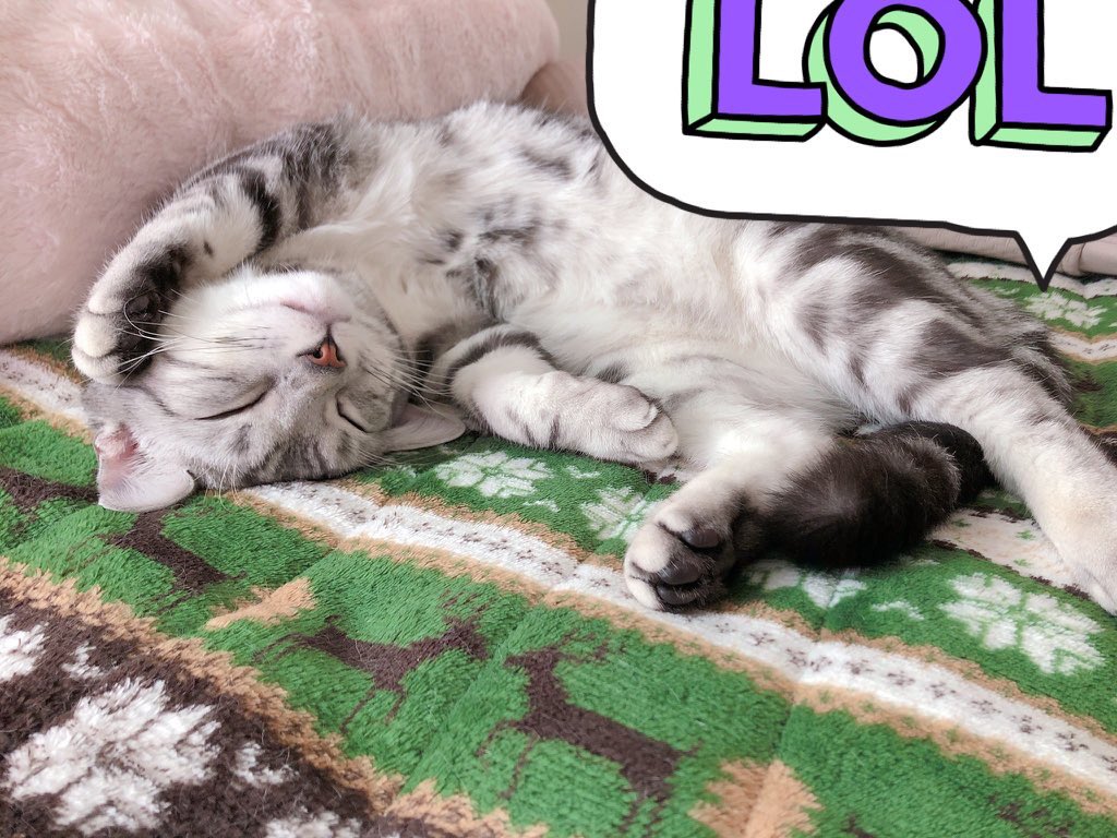 あんこ。 (@_aNk0__) | Twitter