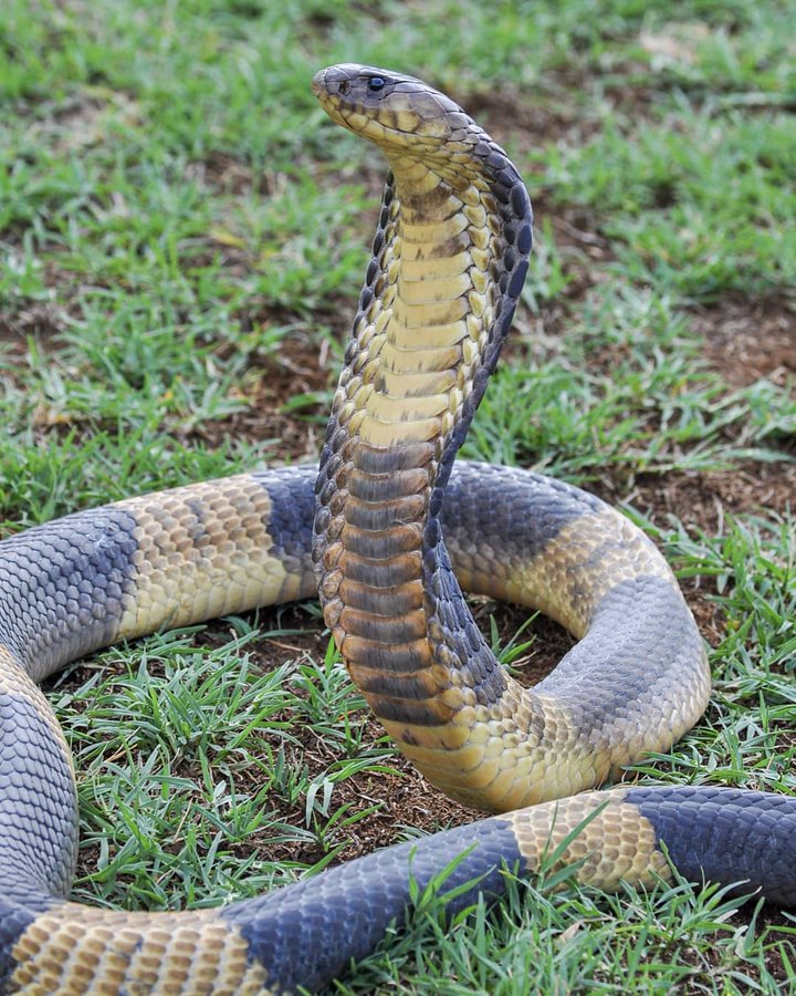 Banded Egyptian Cobra