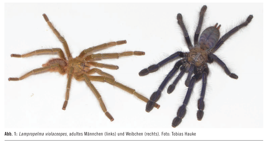 Lampropelma Violaceopes