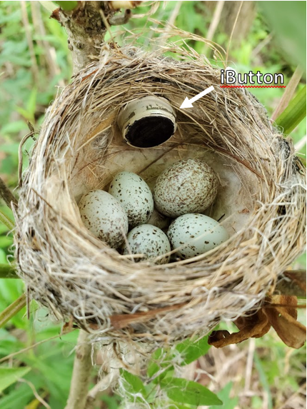 Yellow Warbler Nest