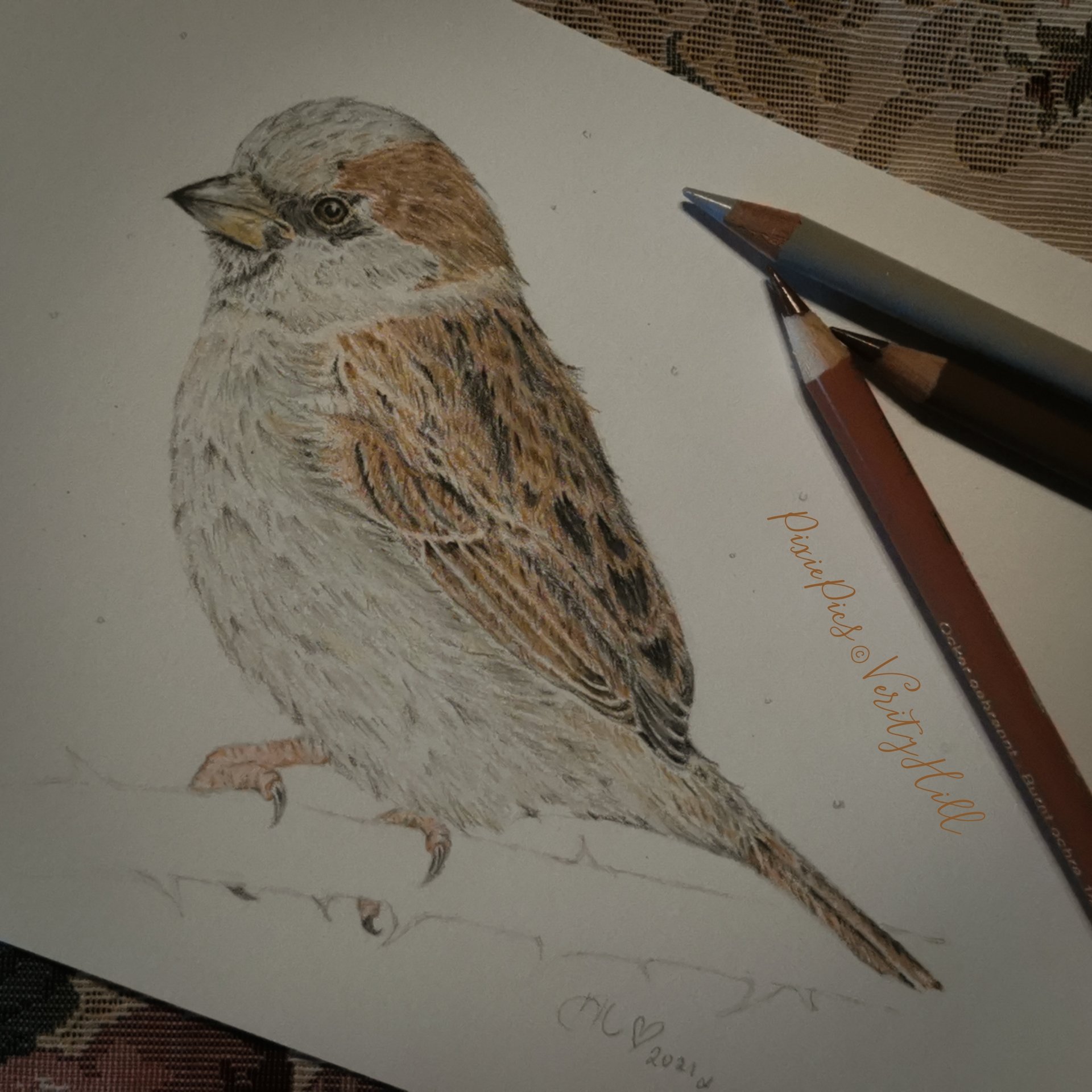 Realistic Sparrow Drawing