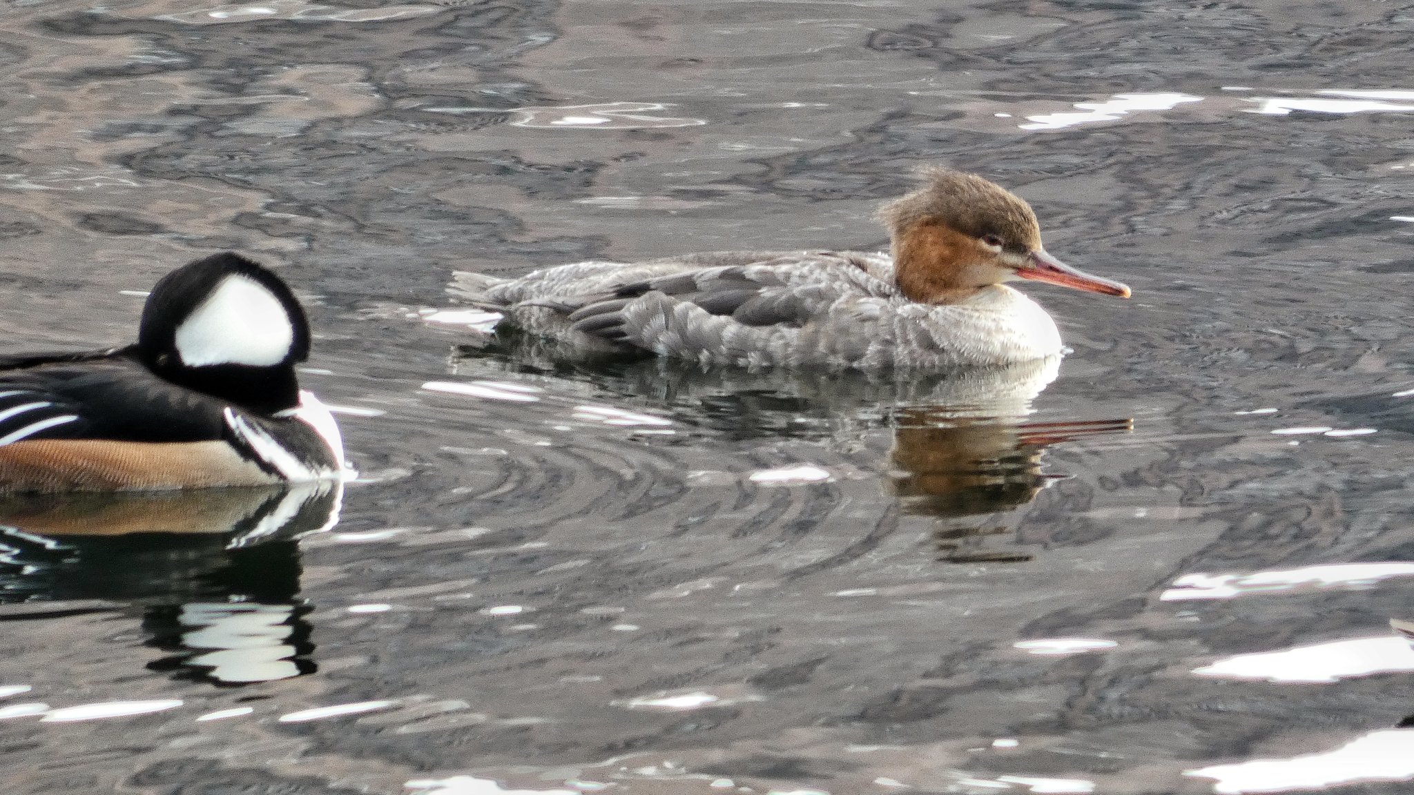 Red Breasted Merganser Hen