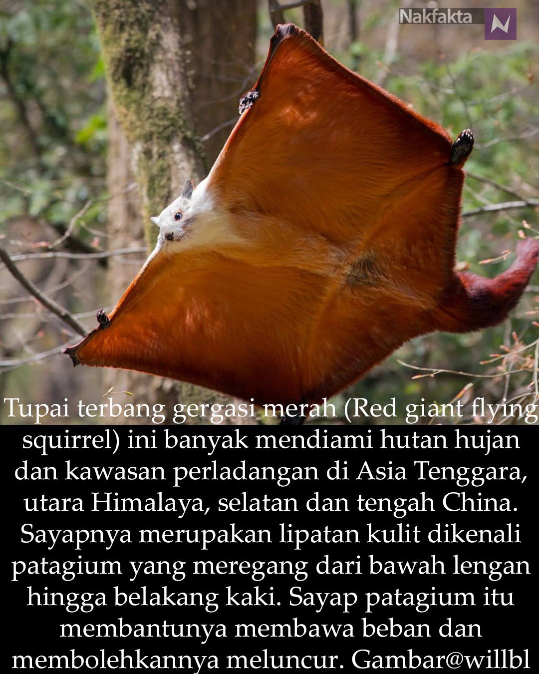 Tupai Terbang